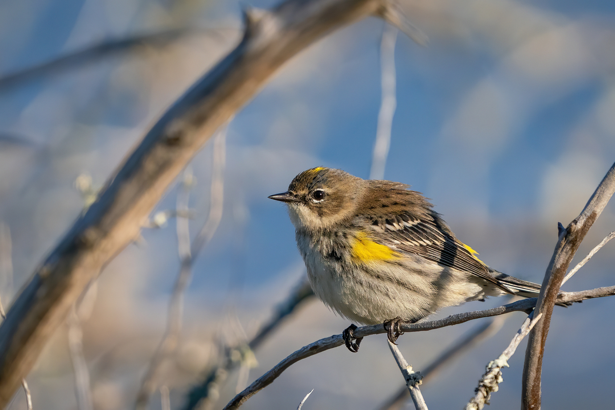 Winter Warblers - The Yellow Rumped Warbler