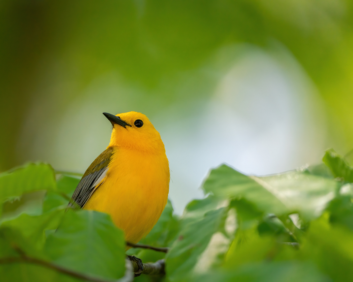 Return of the the Golden Swamp Warbler