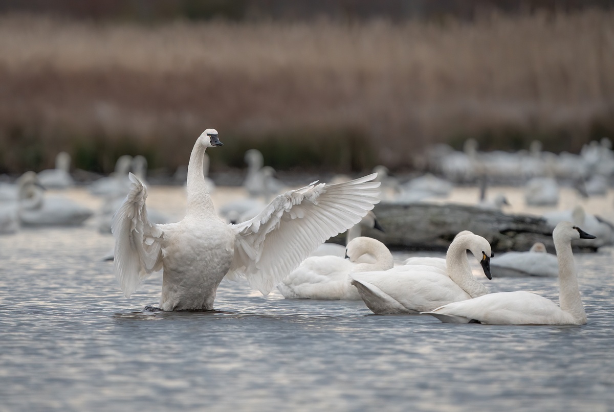 John Mauser Photography - "Sunrise Swans" - Photographing the Tundra ...