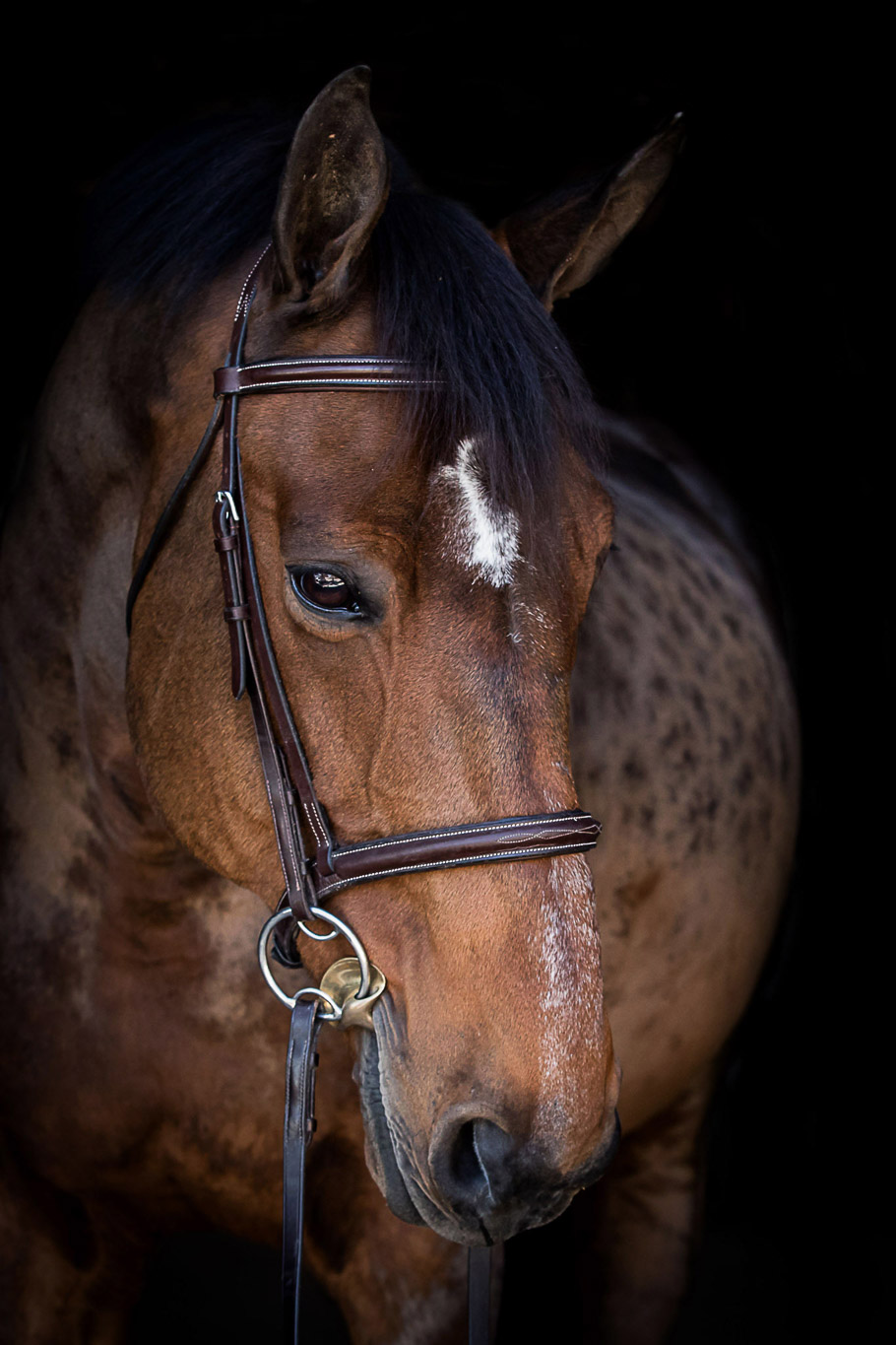 Stunning Fine Art Portraits of Horses