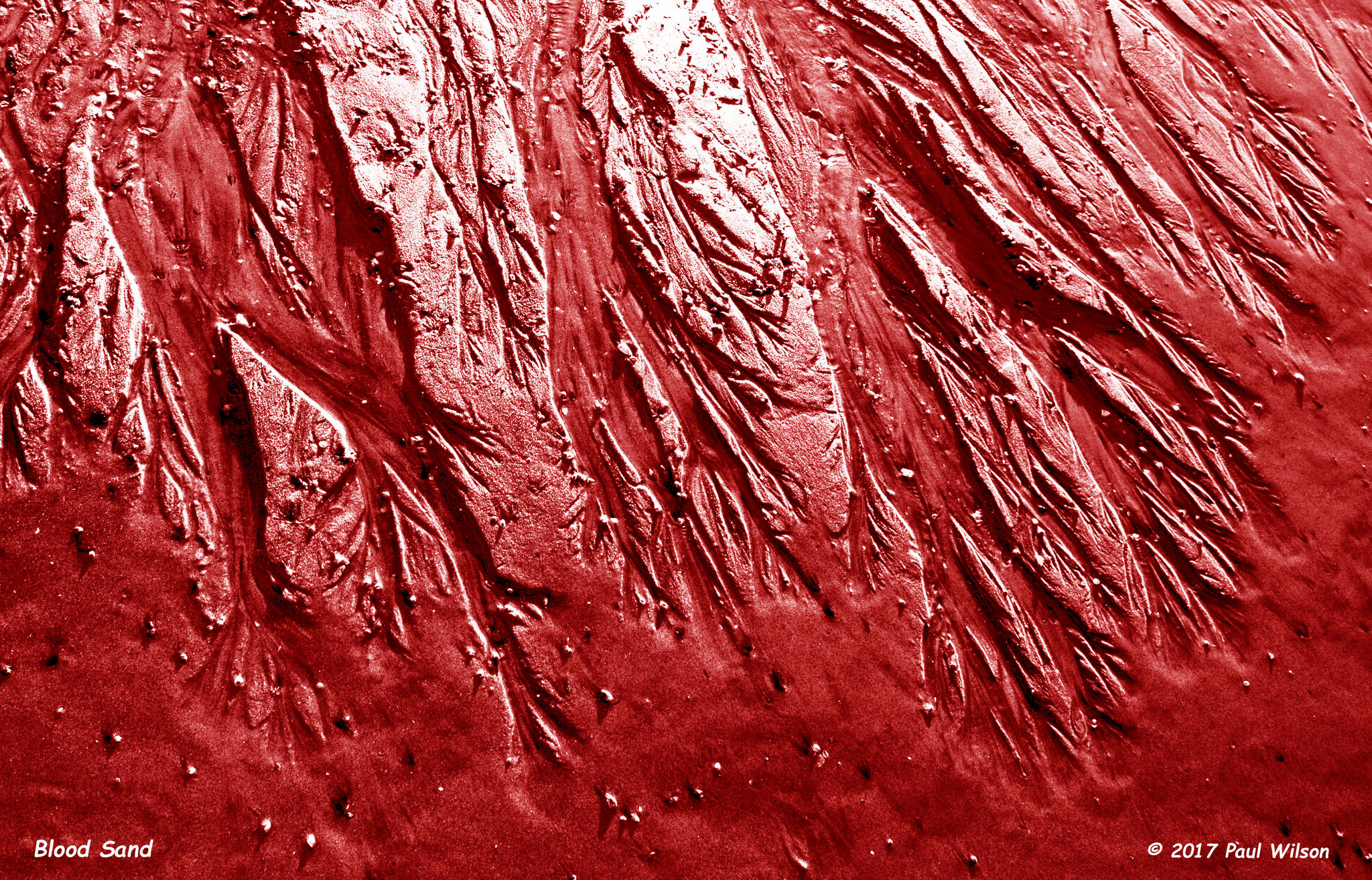 Low Tide Textures and Critters | OceanFrontPhotos.com