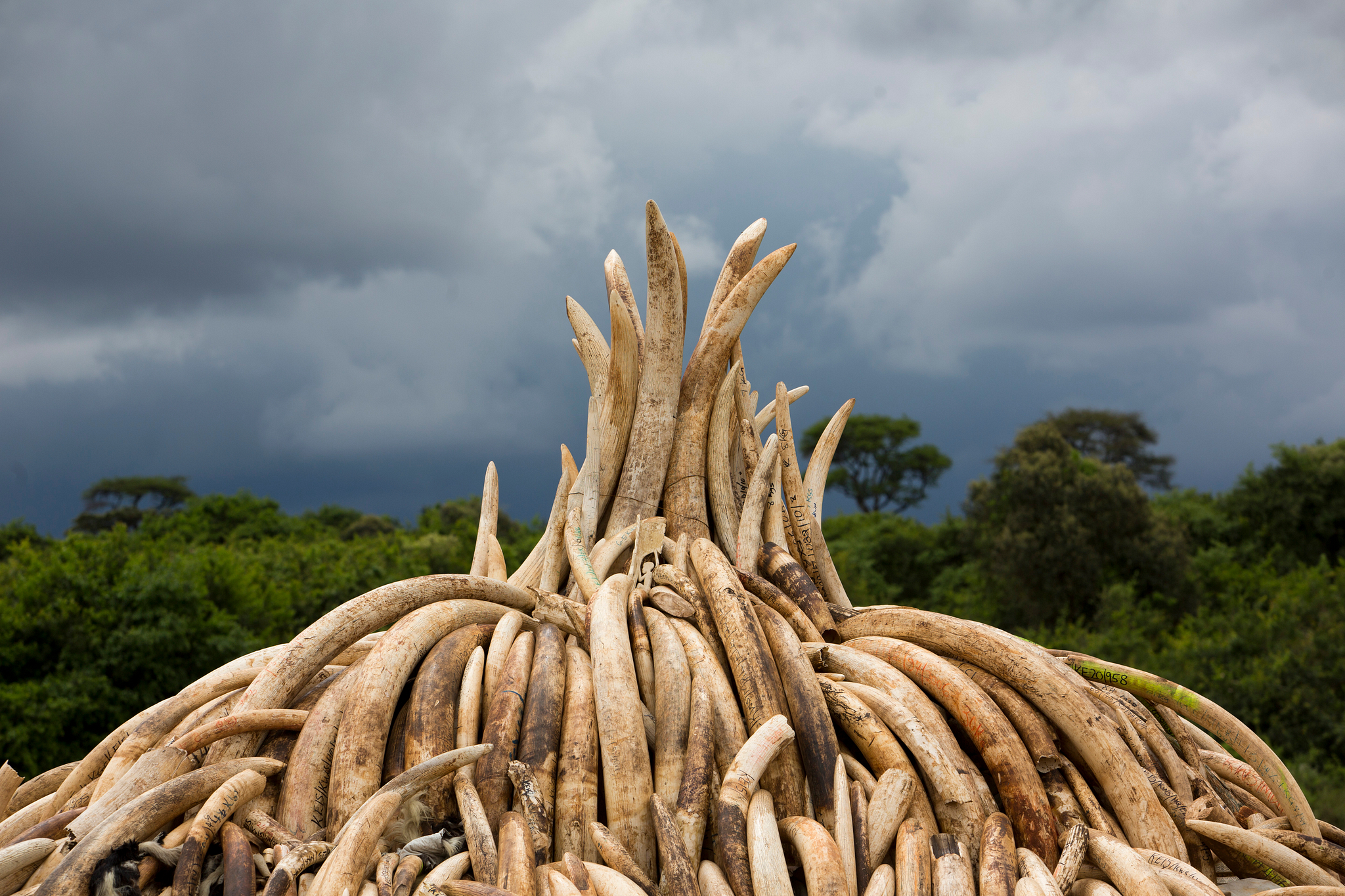 IFAW Ivory Burn Kenya | Karel Prinsloo