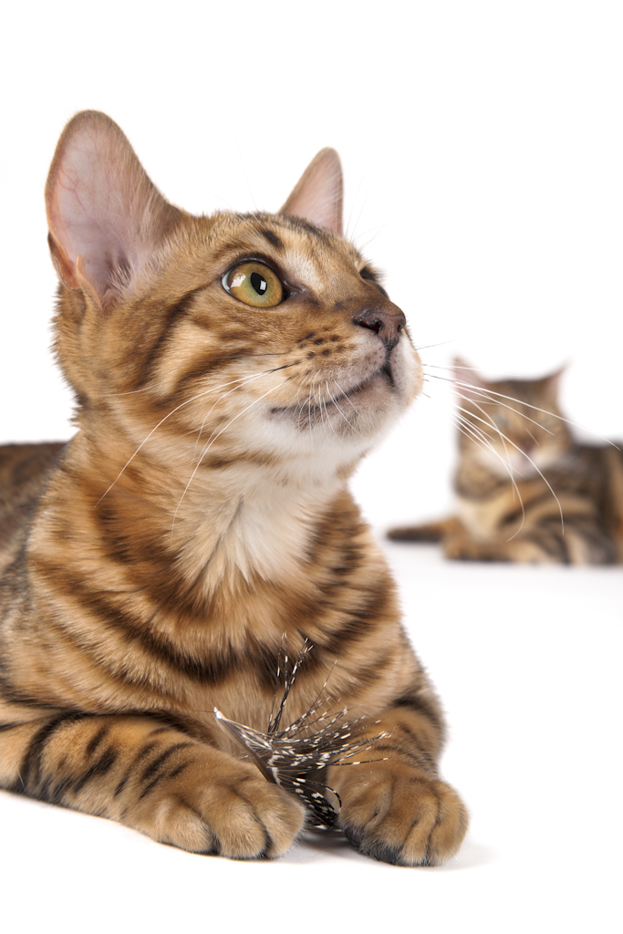 Professionele katten studiofotografie