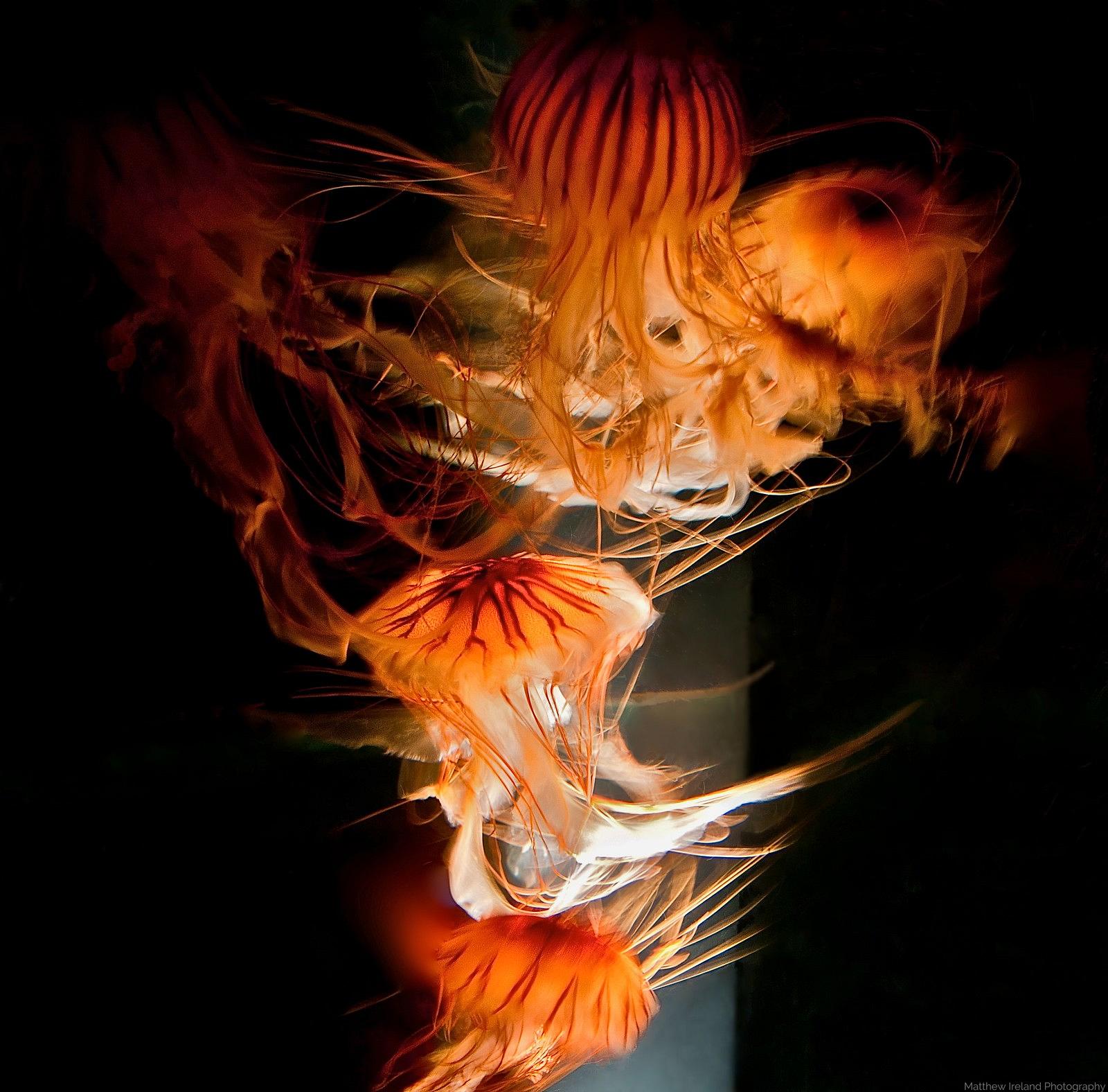 Matthew Ireland Photography. Matt Ireland.