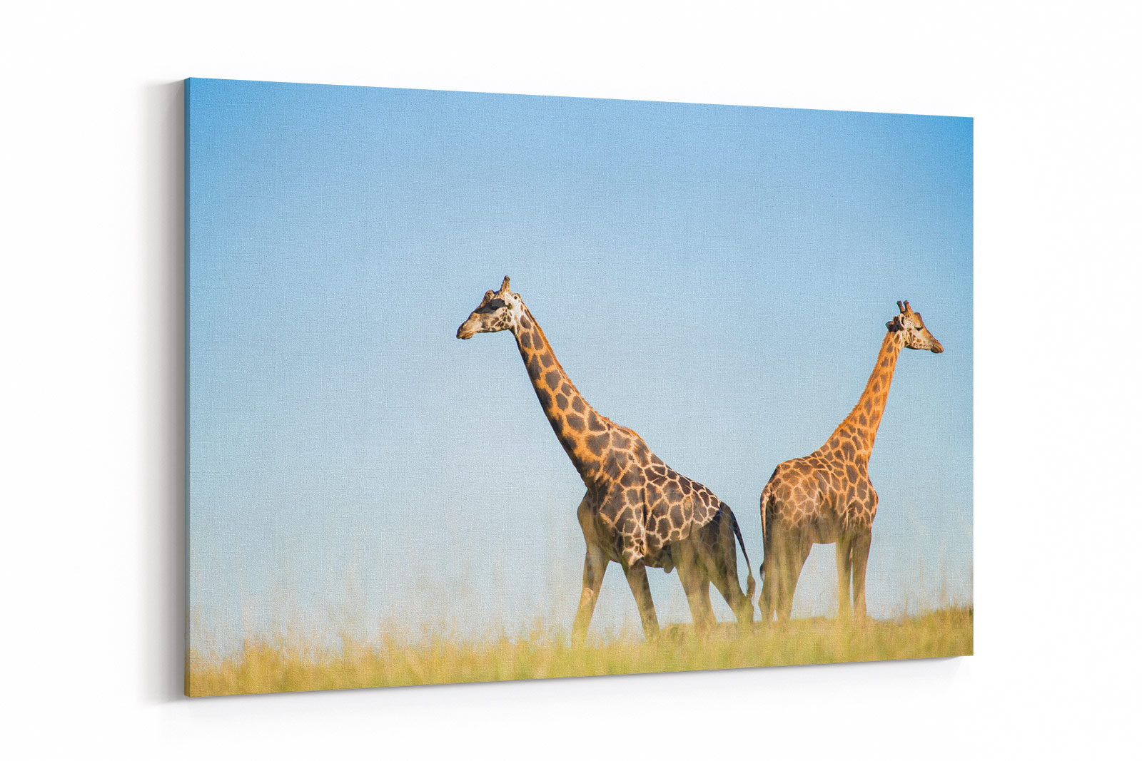 Pastel Giraffe Pair - Cabarceno, Spain | JH Wild Photo Prints & Canvases