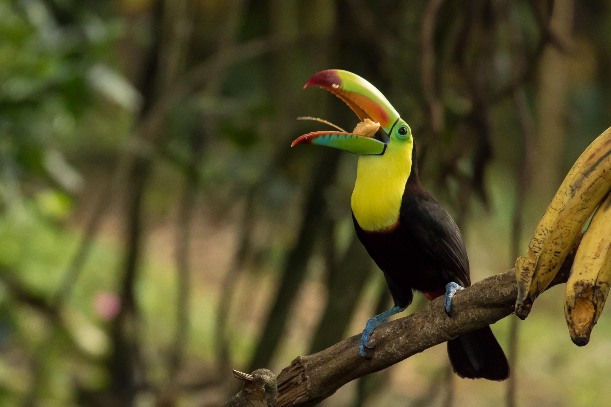 Costa Rica - JH Wild Photo - Wildlife & Nature Photography