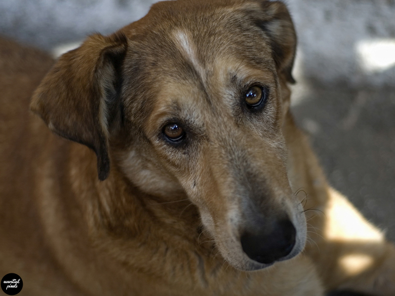 "Stray Portraits" | Essential Pixels