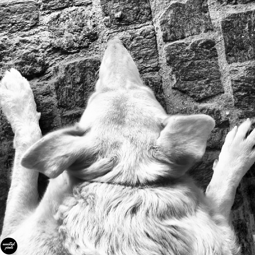 "Stray Portraits" | Essential Pixels