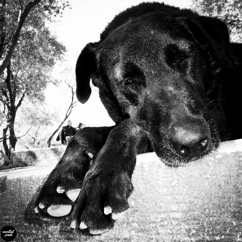 "Stray Portraits" | Essential Pixels