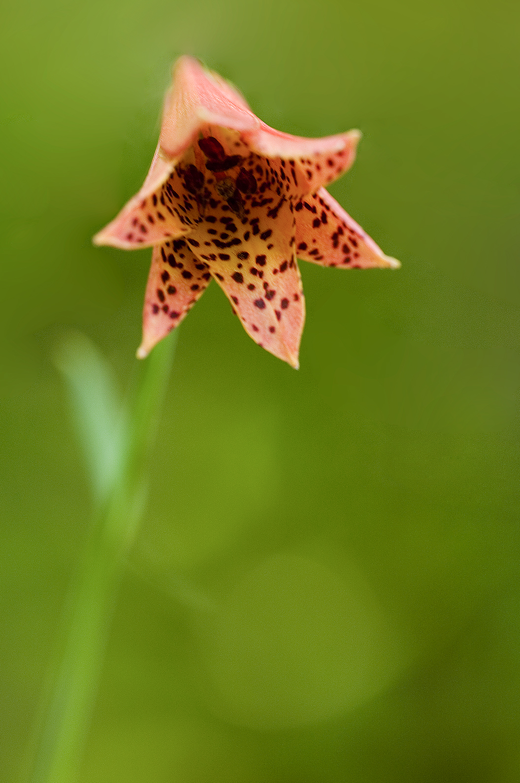 Roan Highlands by D Rex Miller Photography