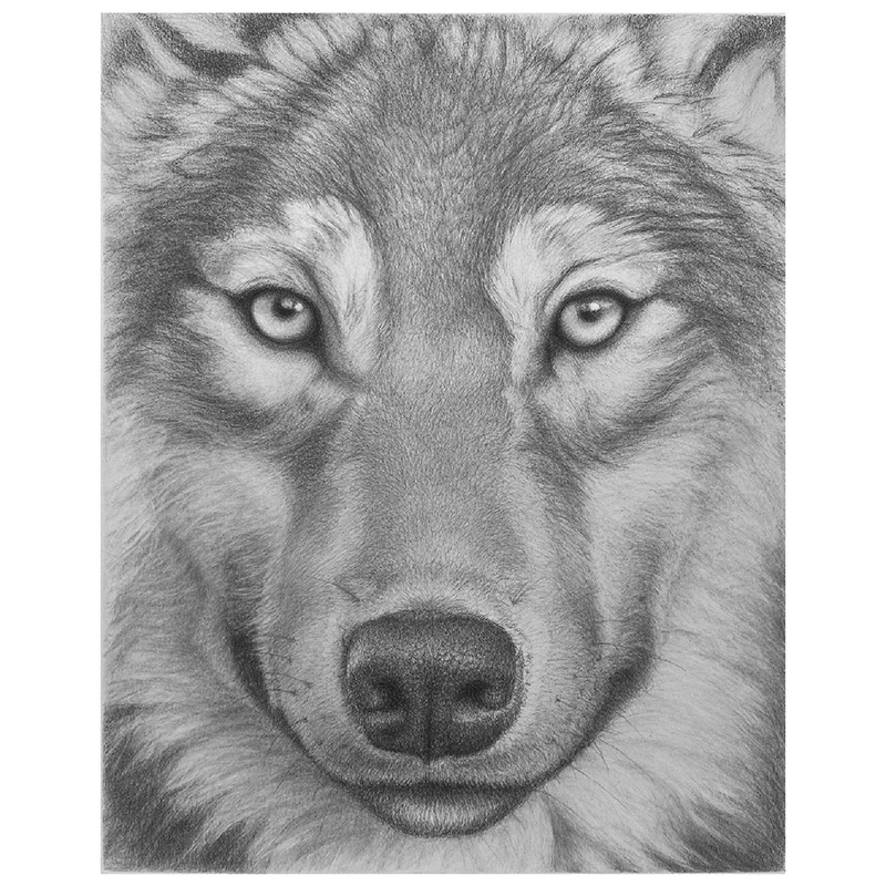 Wildlife Art | Scribe Dog Studio