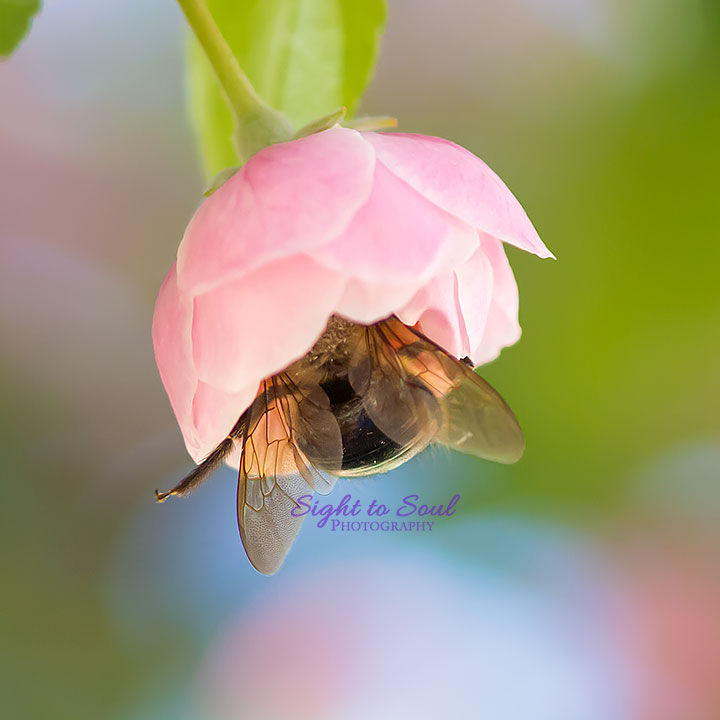 Bee Bum in Flower Photo, Nature Wall Decor | Sight to Soul