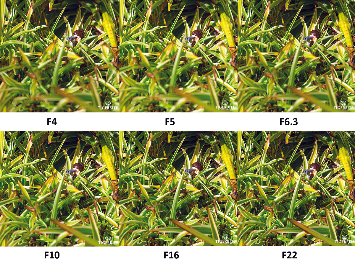 Tiger Bite Photography - Camera Basic Terms