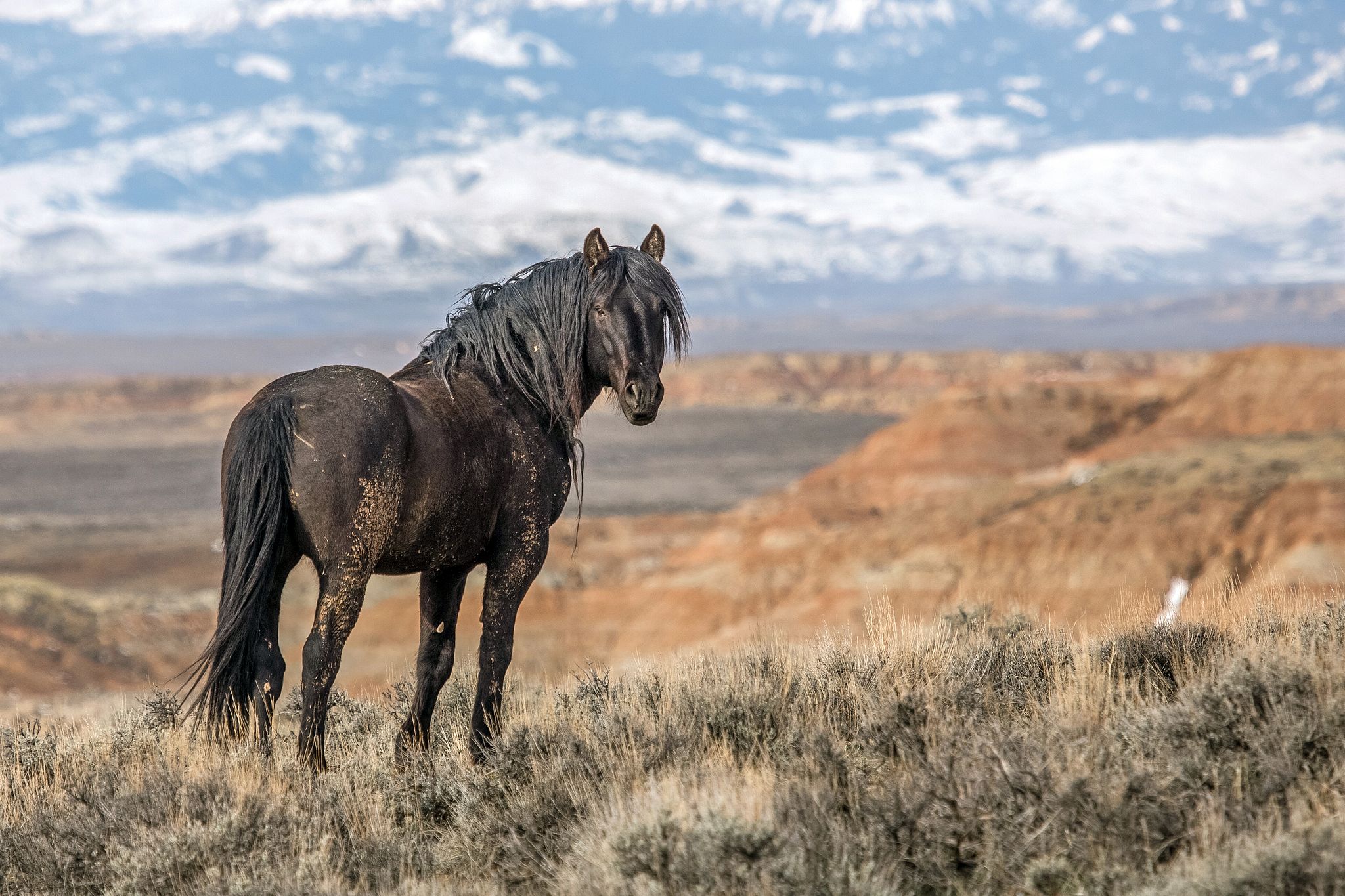 Wyoming Wild Horse and Wildlife Photographer -Sandy Sisti of Wild at ...