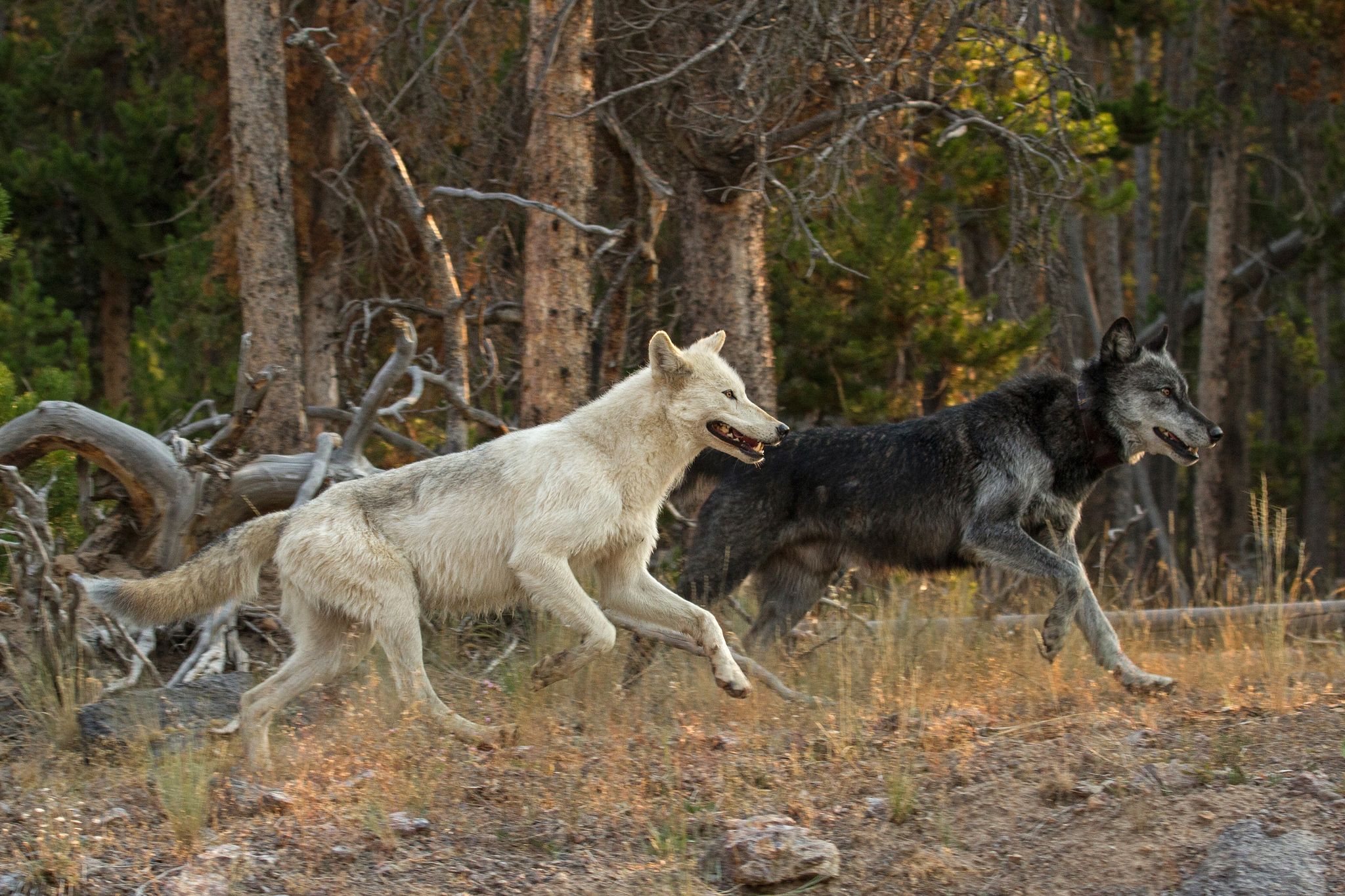 Image Galleries by subject from Wild at Heart Images