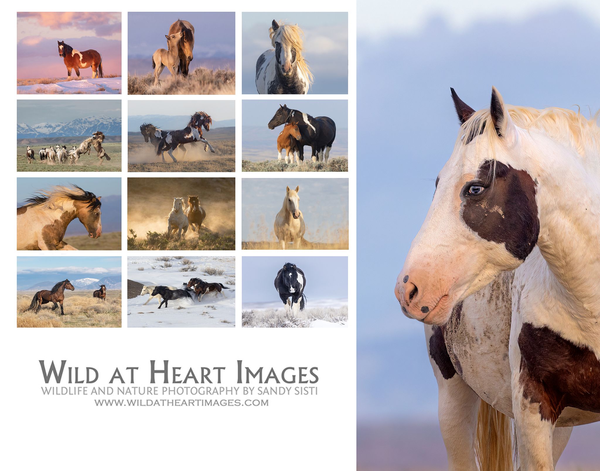 2023 McCullough Peaks Wild Horse and Washakie Calendars for Sale