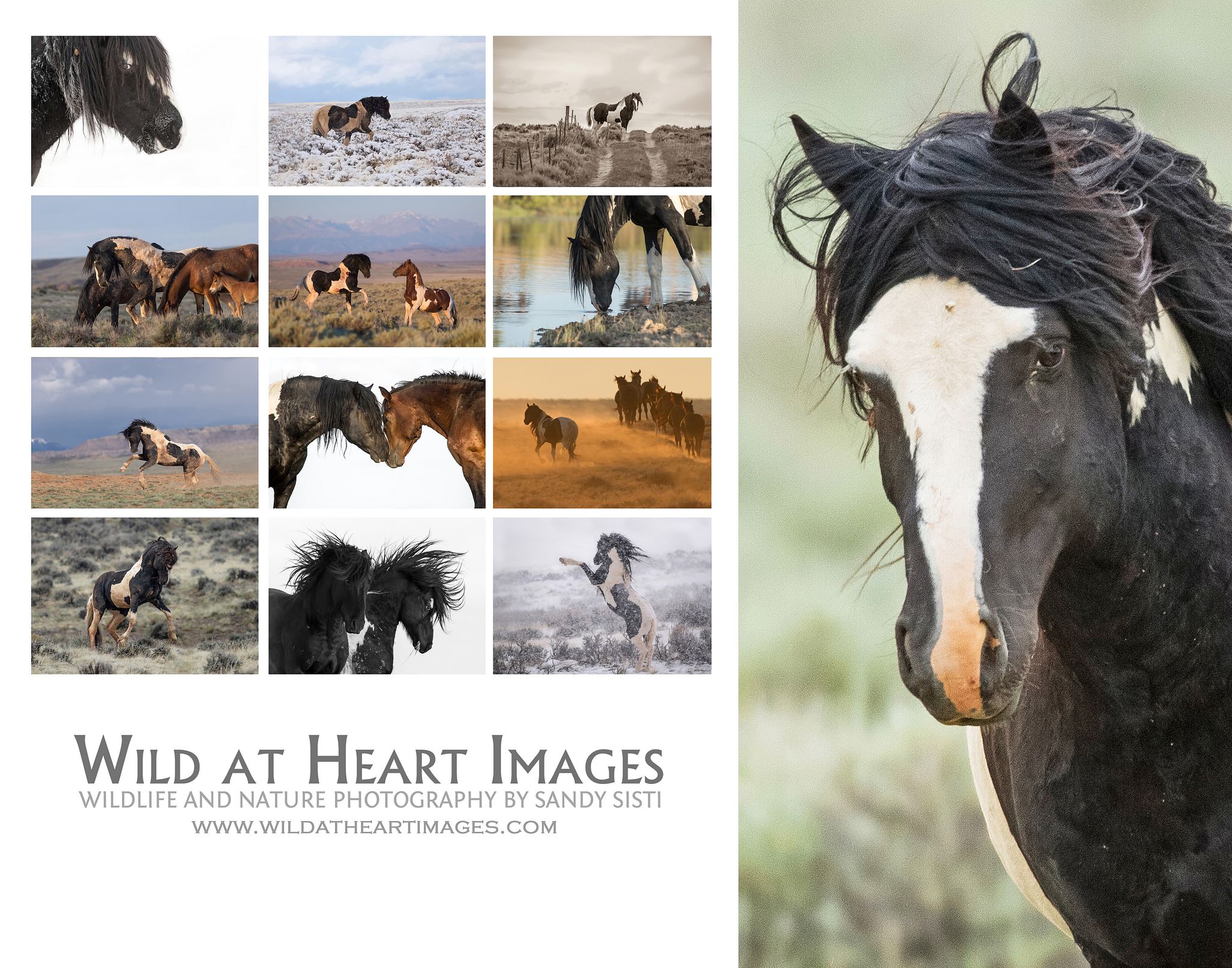 2023 McCullough Peaks Wild Horse and Washakie Calendars for Sale