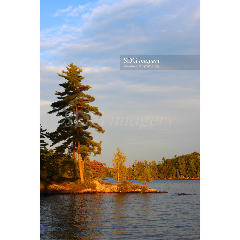Lakeside Trees - Exclusive Rights Photo