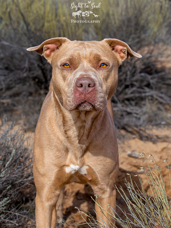 Adoptable Animals