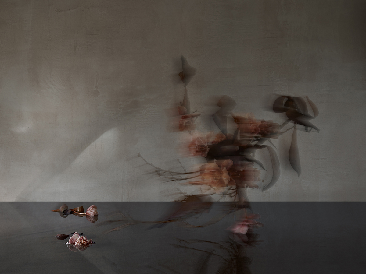 Beth Evans Photographer - Botanical Photography