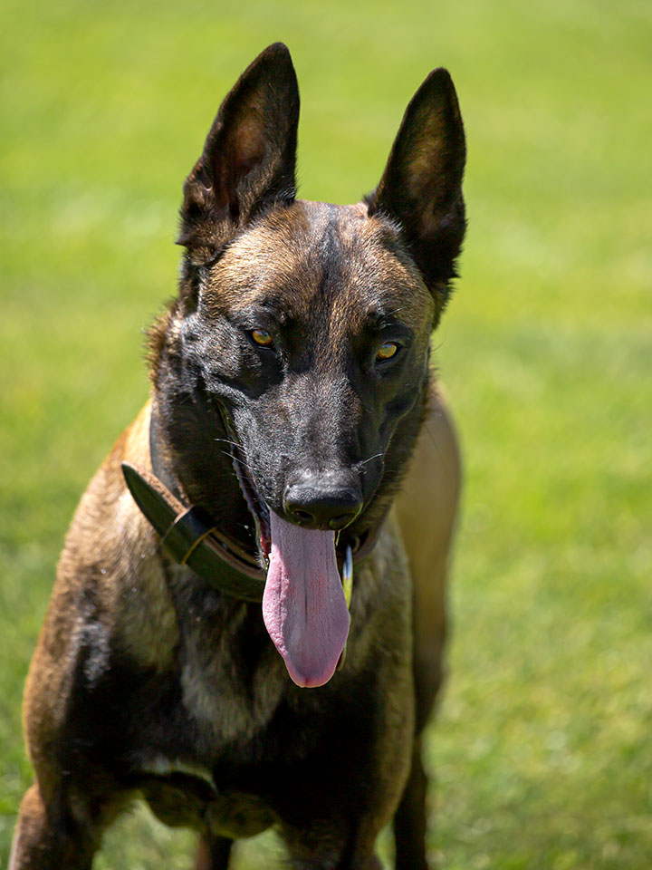 Belgian Malinois Gallery | Zion Malinois