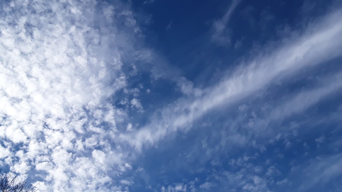 Skillfully Curled Photography Photos by Patsy Rahn