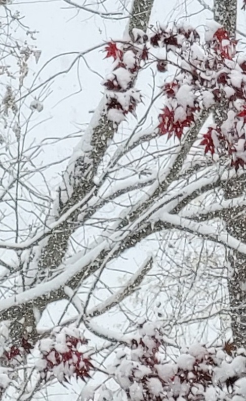 Skillfully Curled Photography Photos by Patsy Rahn