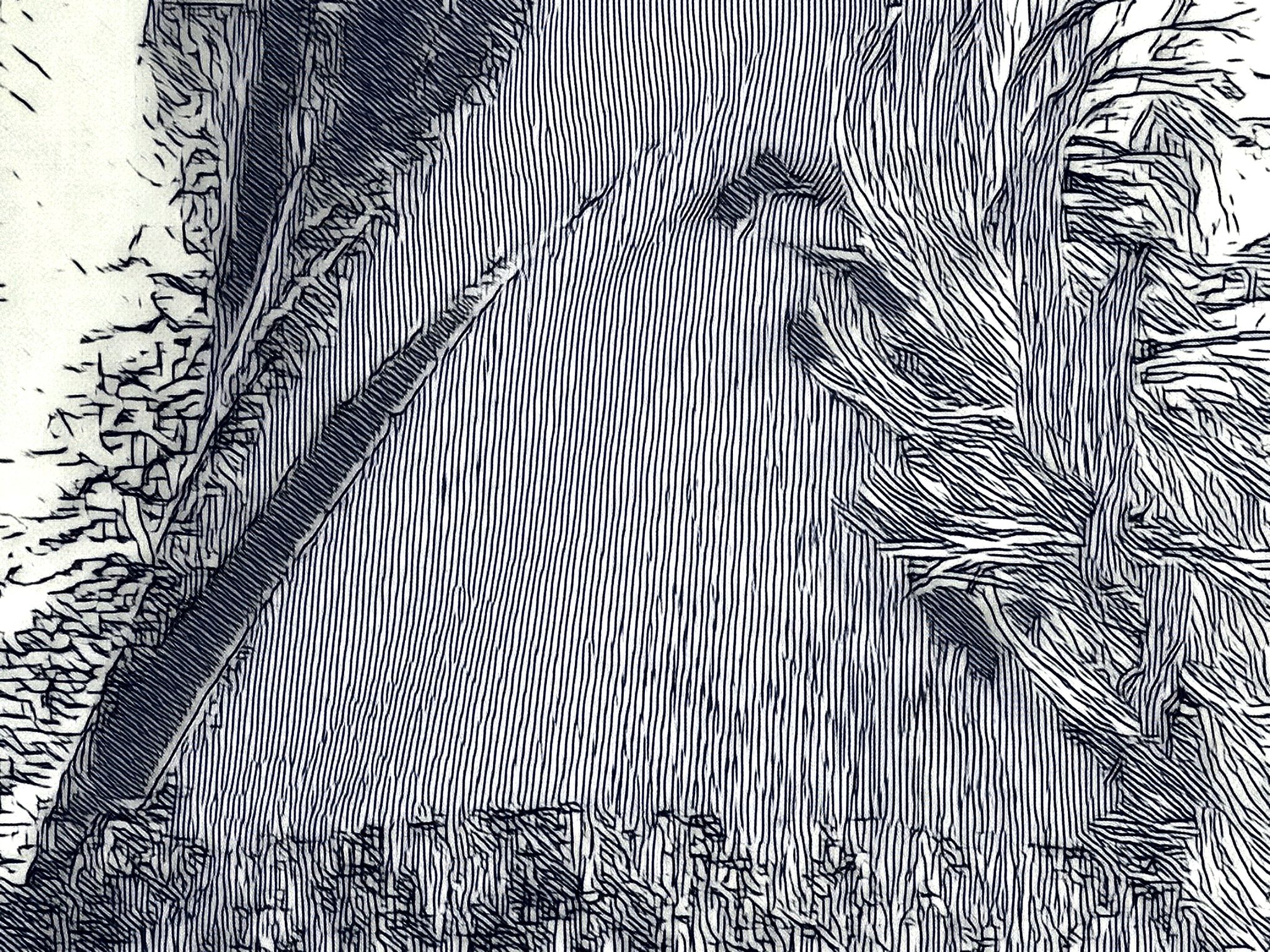 Skillfully Curled Photography Photos by Patsy Rahn