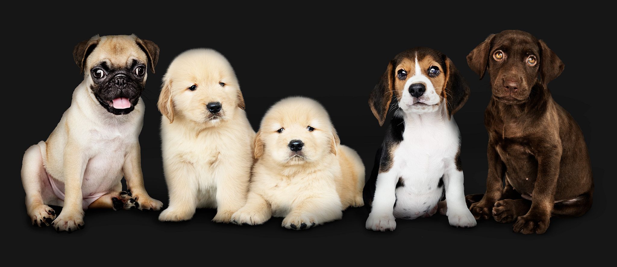 Novican - Cuccioli e cani