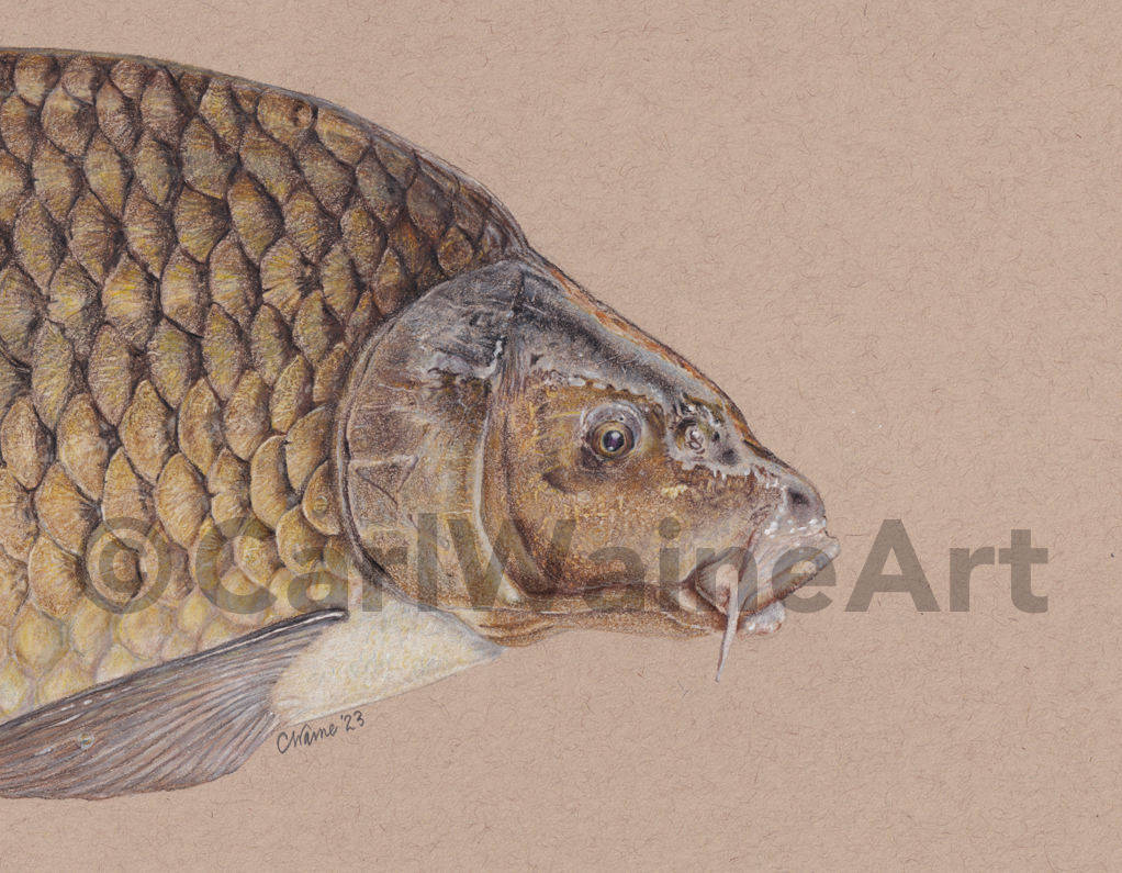 Common Carp
