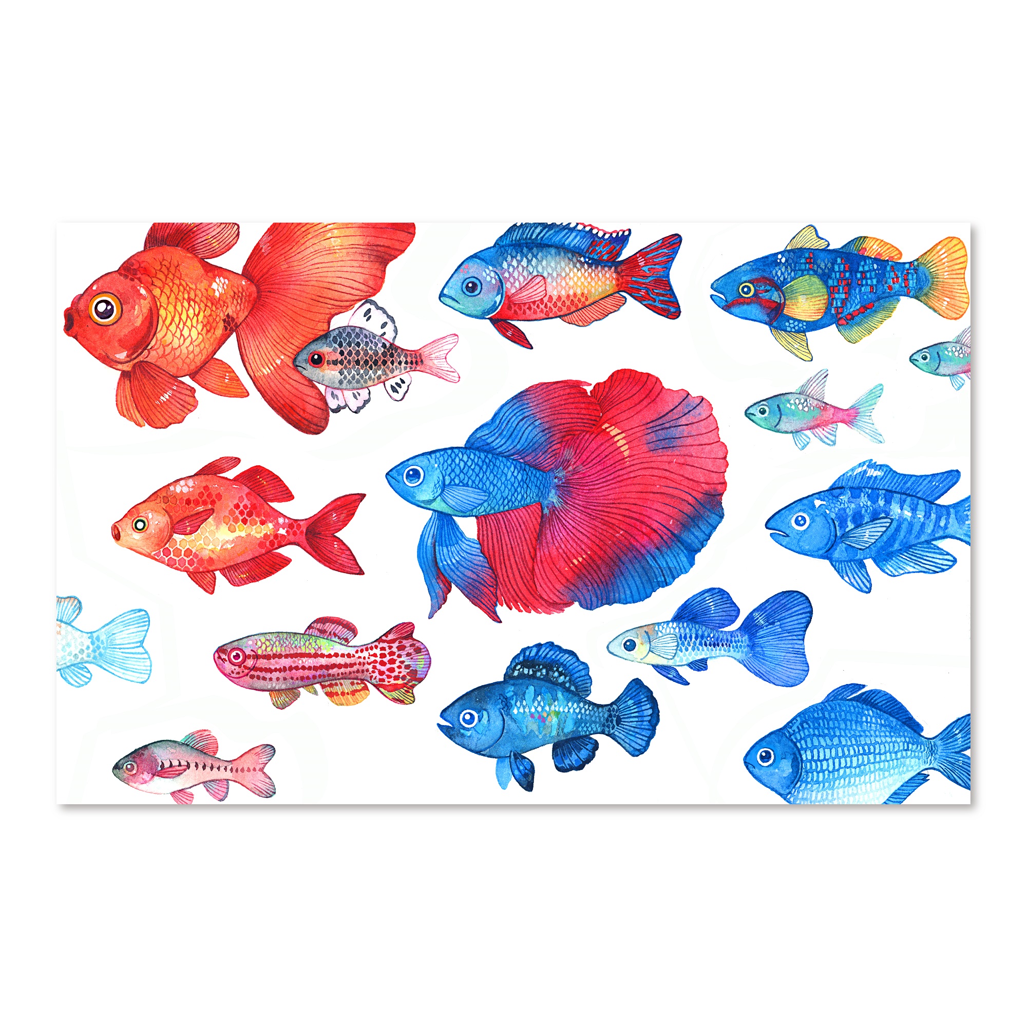 8.5x11" freshwater fish watercolour art print