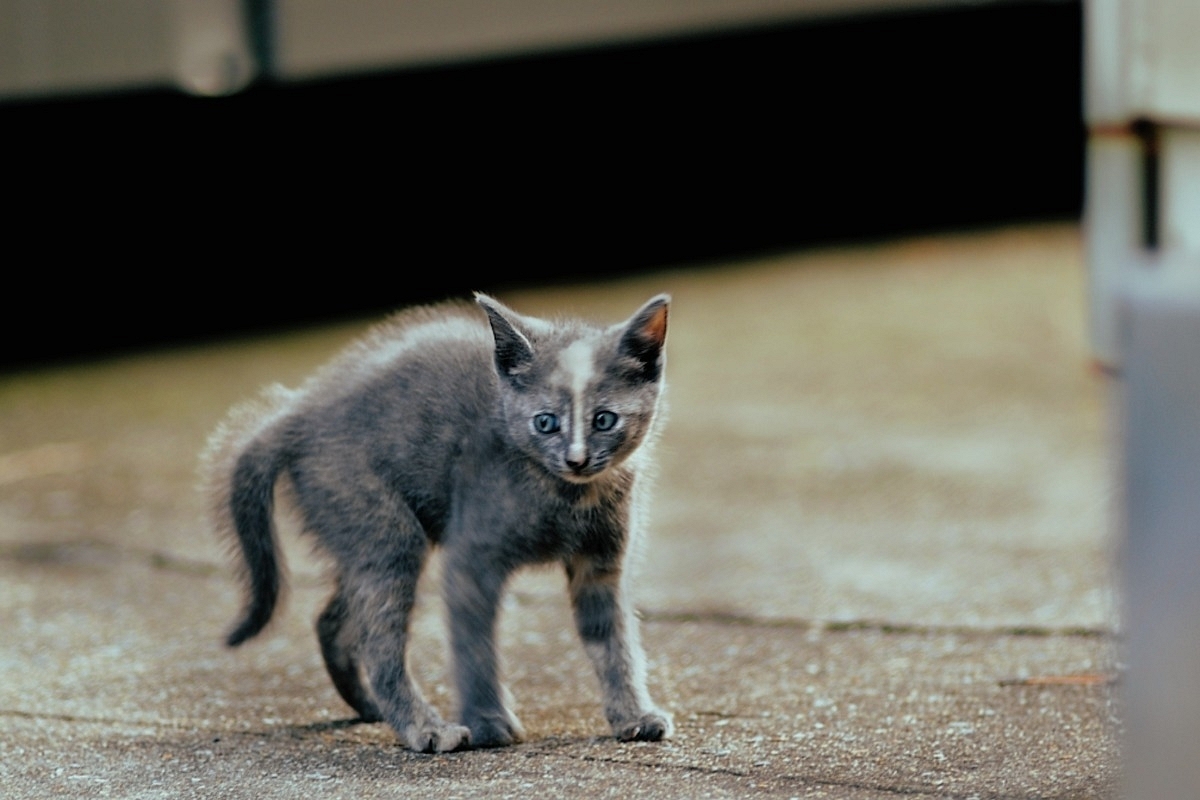 Alley Cats Photos - About