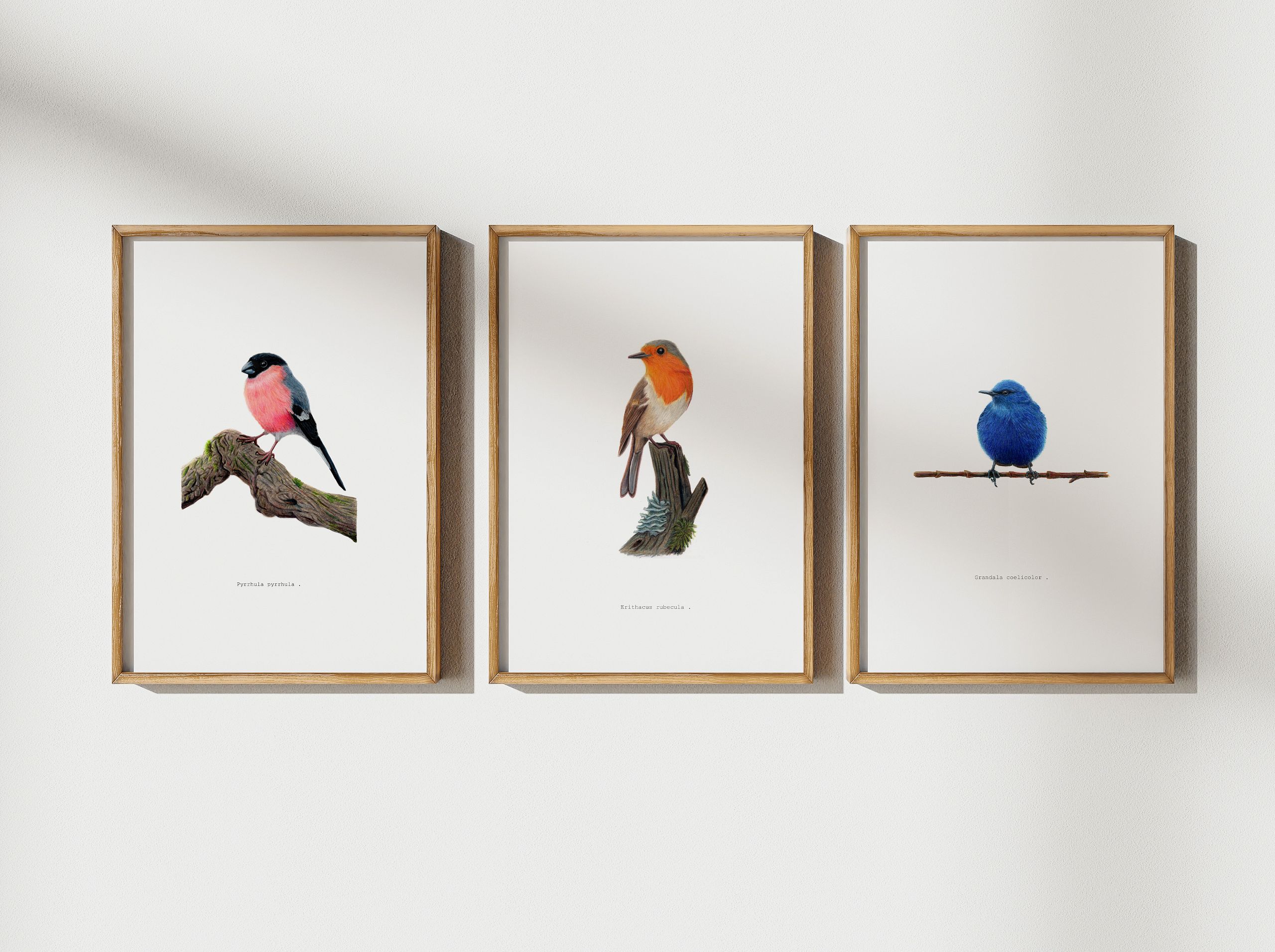 Cristal Wind Studio .Láminas de aves en A4