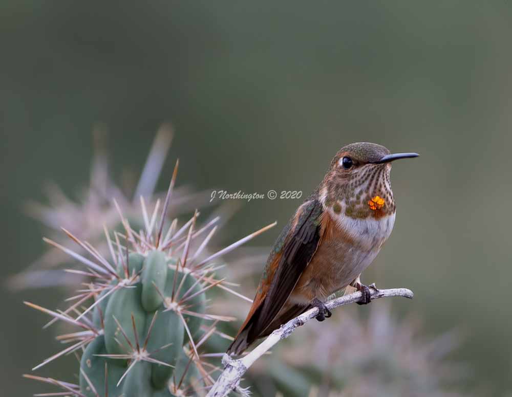 West Texas Hummingbirds