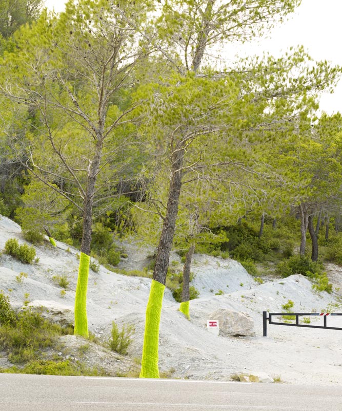 Zander :: Tree, Line