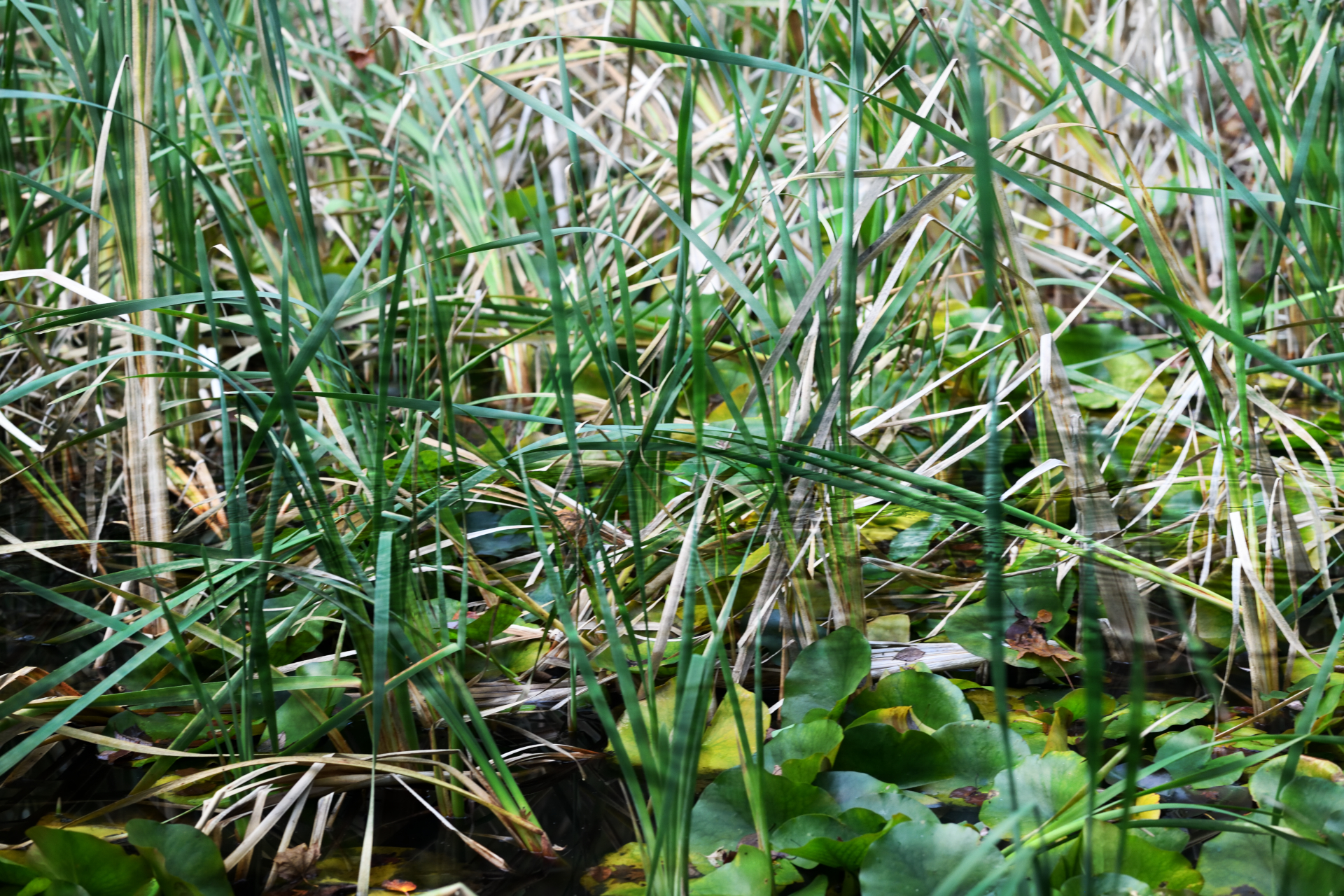 Collection 2019 | Thomas Teske Fotografie