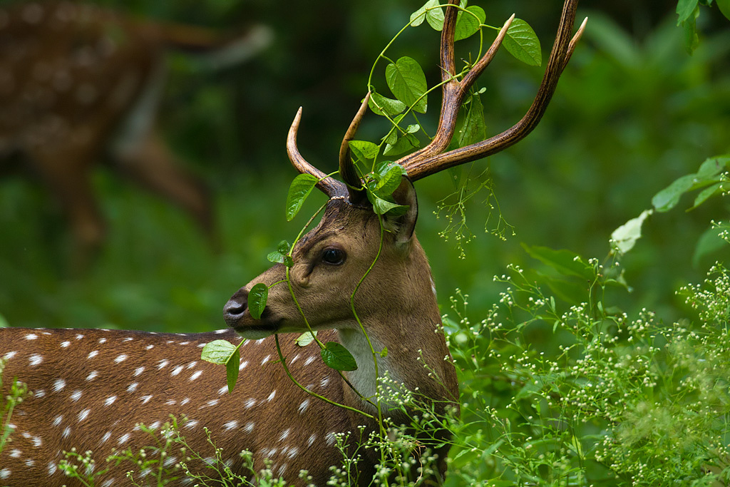 Sudhir Shivaram Wildlife Photography