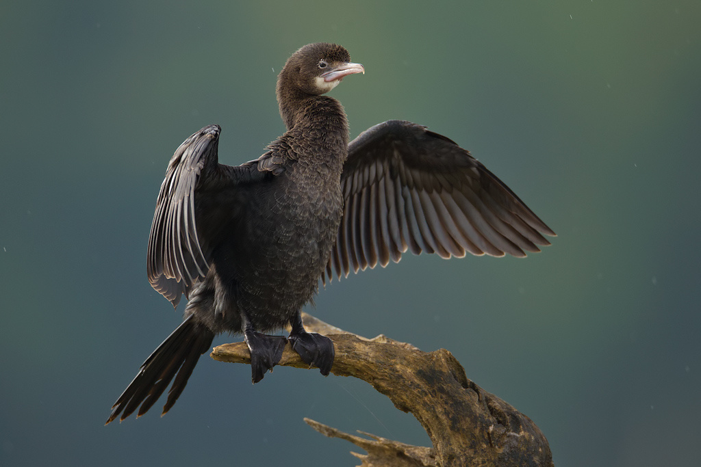 Sudhir Shivaram Wildlife Photography