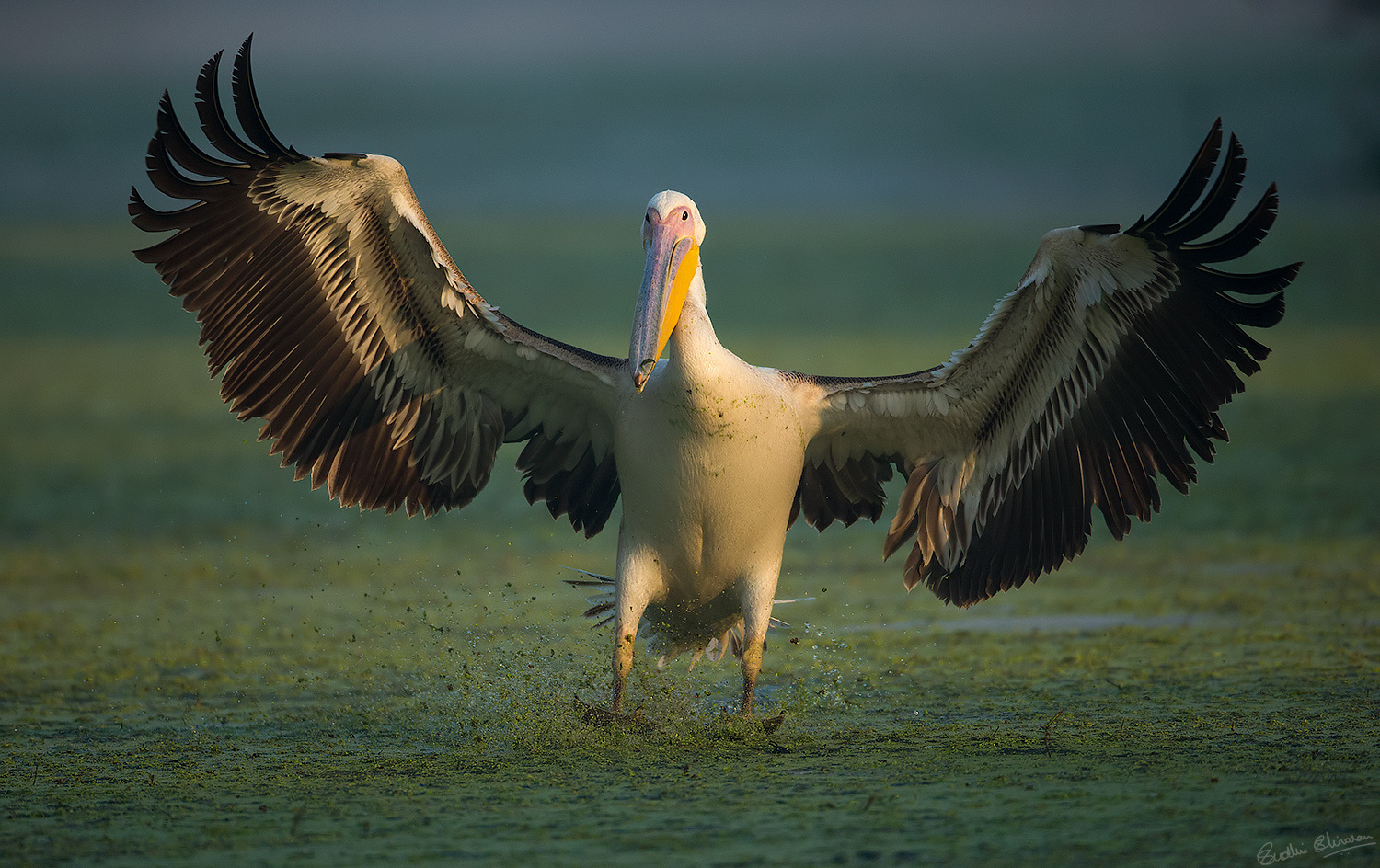 Sudhir Shivaram Wildlife Photography