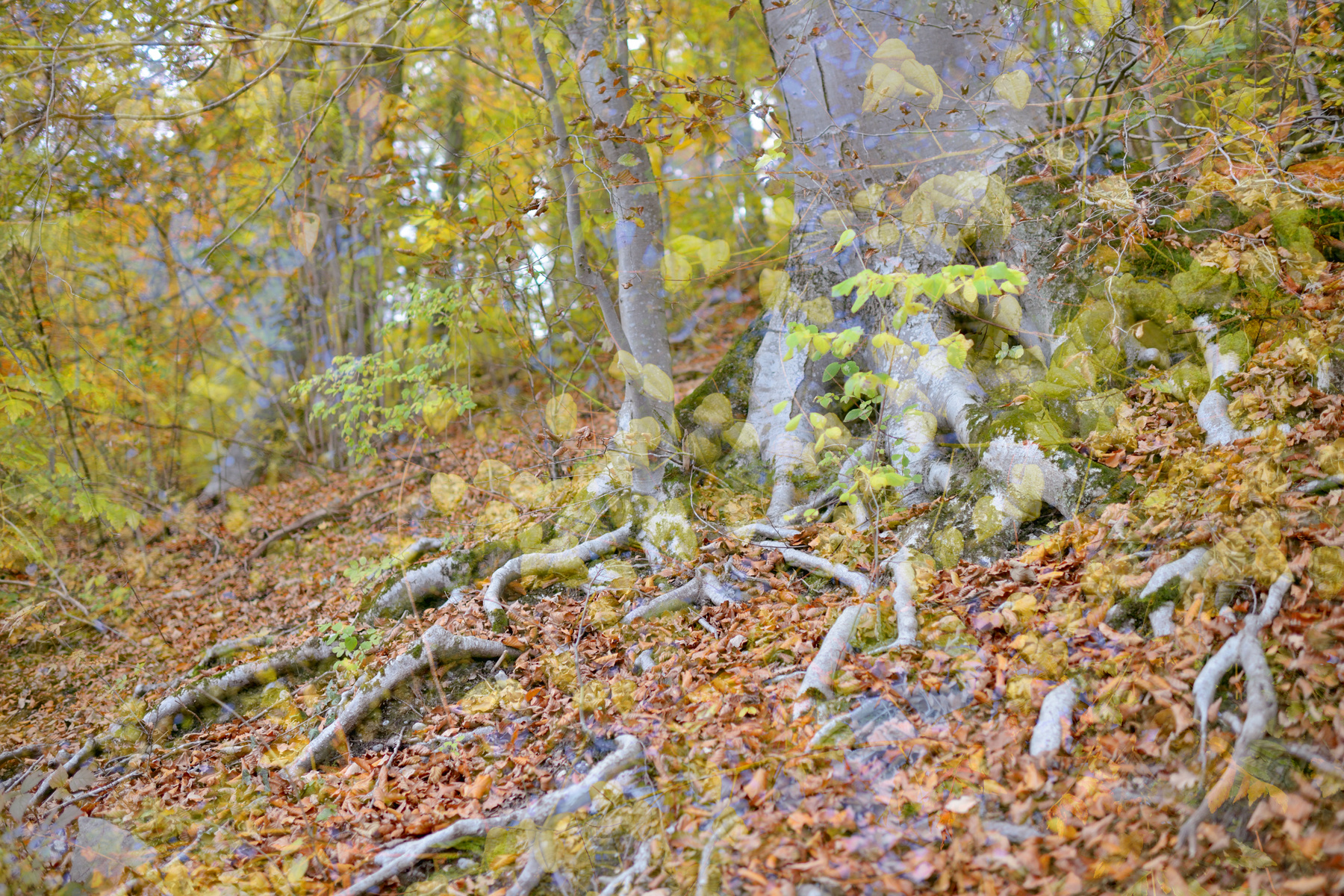 Selected works by Thomas Teske created in 2013